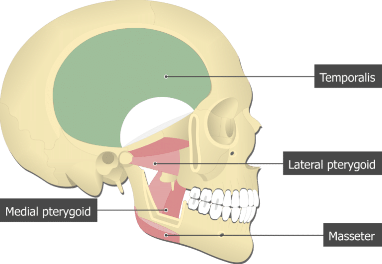 Case Study: Temporalis Tendon Transfer - Pacific Head and Neck